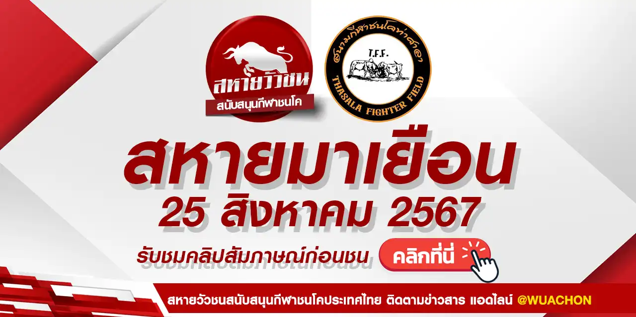 สัมภาษณ์ก่อนชน 25 สิงหาคม 2567 สนามชนโคท่าศาลา